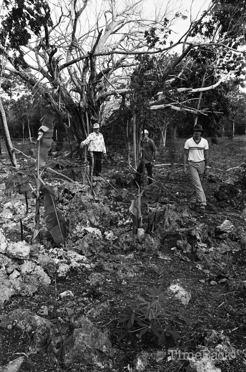 Farming on the Brac | TimeBack